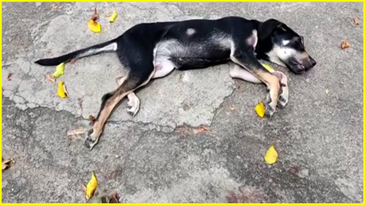 I Can't Feel My Head & Feet Anymore! Poor Puppy Tremulously Begged for ...