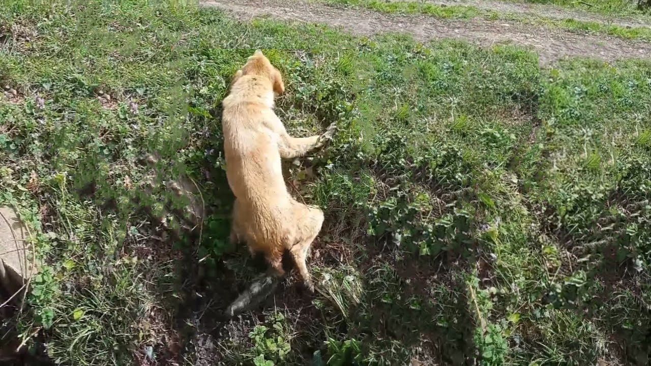 Failed Down 7 Times, She Still Drags Her Exhausted Body Ask Passersby ...
