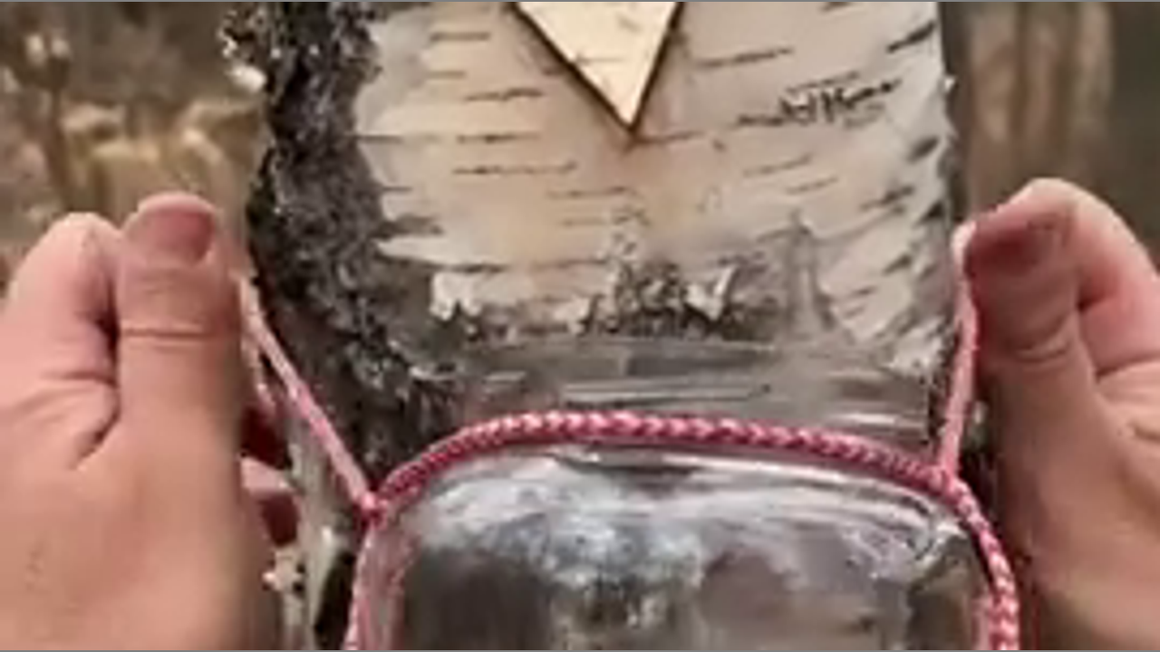 Learn How to get Fresh water from Trees! - Brighteon .com