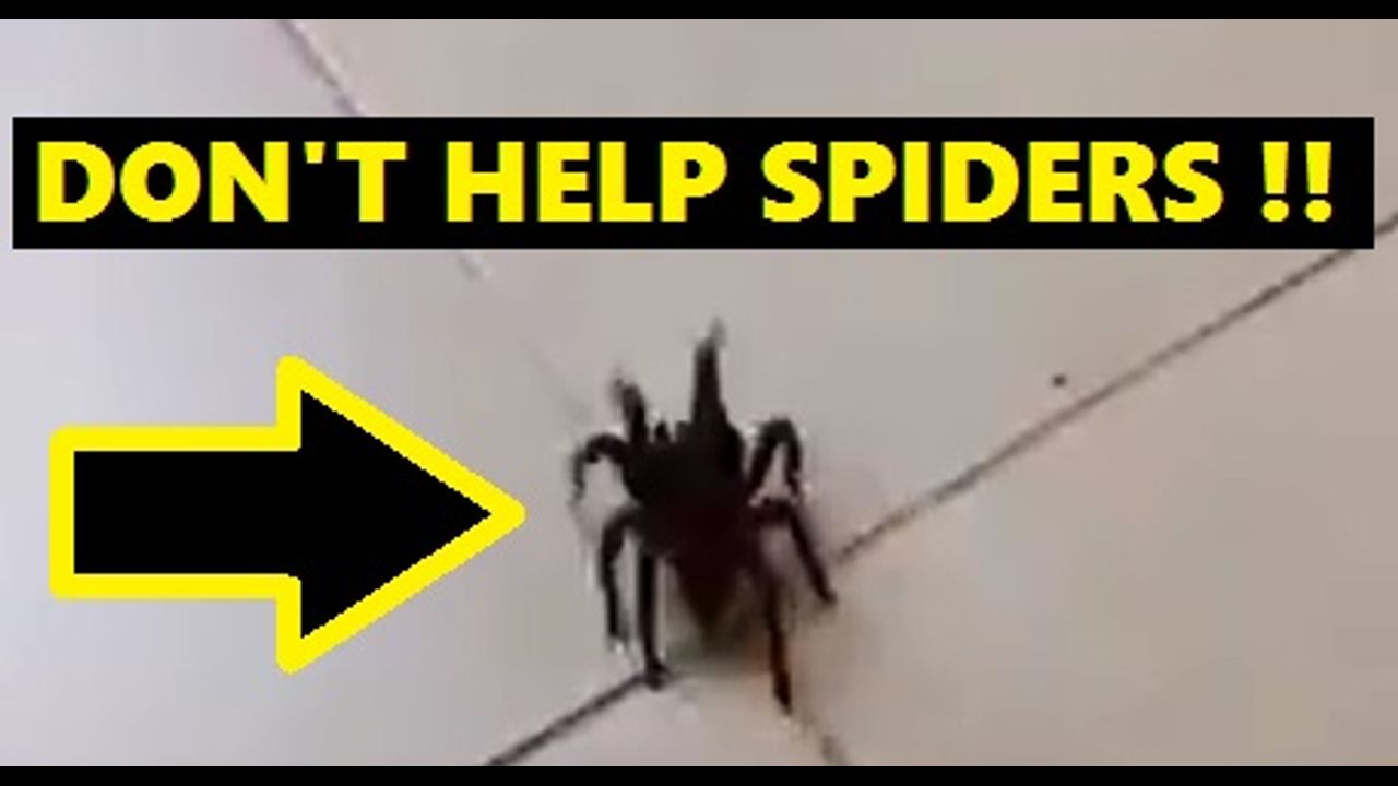 WHAT HAPPENS WHEN YOU PUT SPIDERS OUTSIDE !! - Brighteon .com
