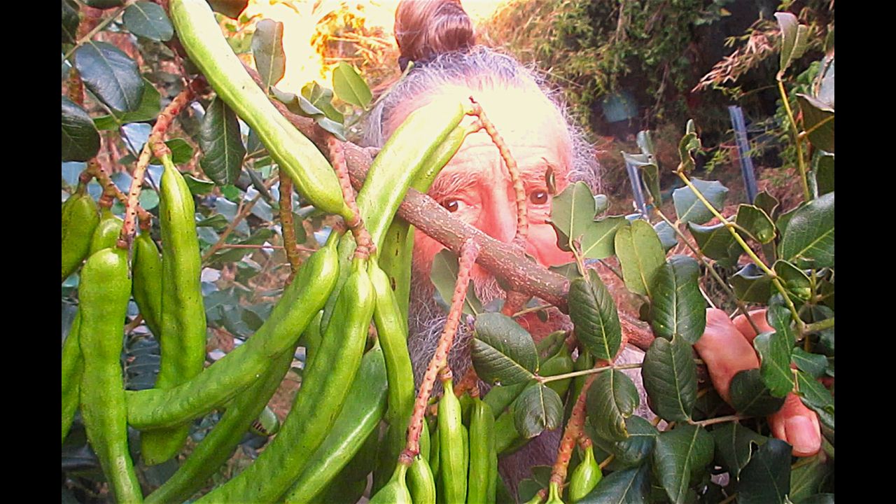 Bumper (mini) CAROB crop in my tiny orchard in Perth MVI_2856 ...
