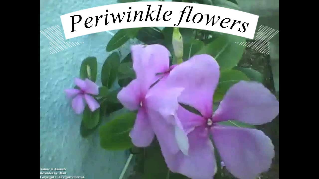 Periwinkle flowers, so pretty! [Nature & Animals] - Brighteon.com