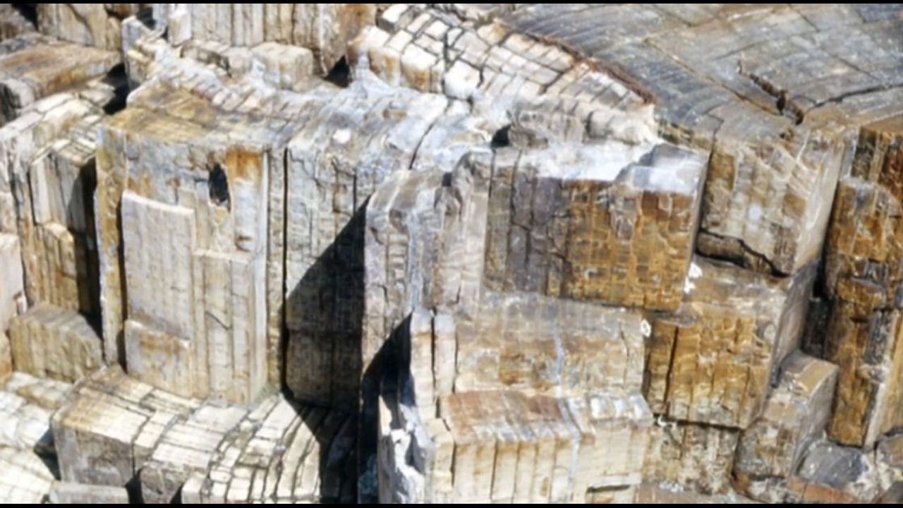 Biblical Tree Remains, a short video - Brighteon.com