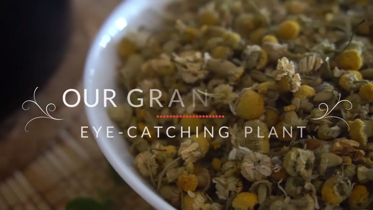 Chamomile Compress - Our Grandparents Eye - Catching Plant - Brighteon.com