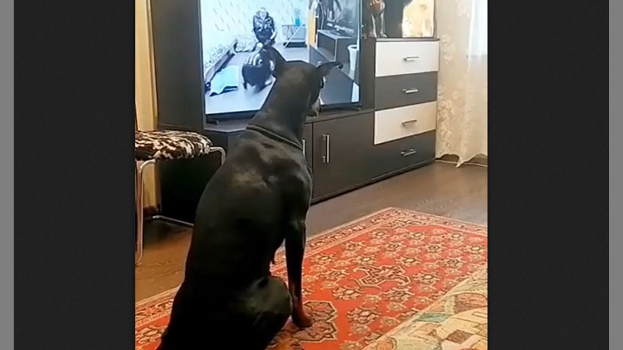 Dog Working Out With His Exercise Video - Brighteon.com