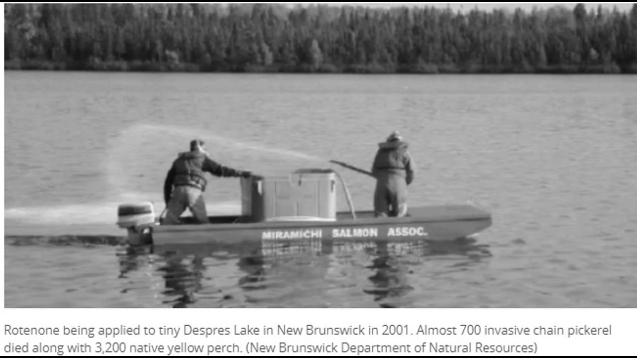 Rotenone Noxfish Fish Toxicant II - All Fish Die, Parkinson's Disease ...