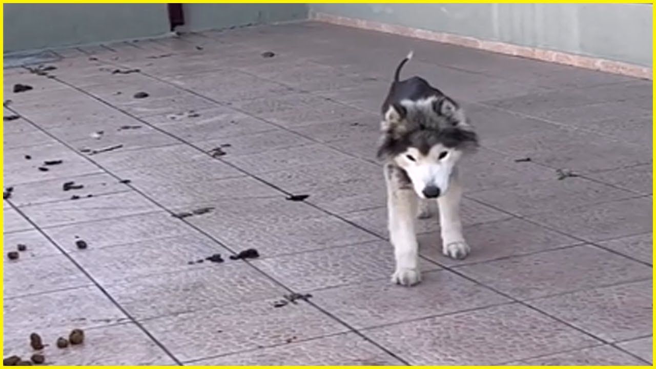 Poor Husky dog was badly deformed after 5 months of being abandoned by ...