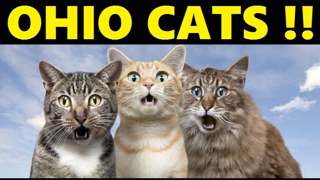 Cats in Ohio right now are like... - Brighteon.com