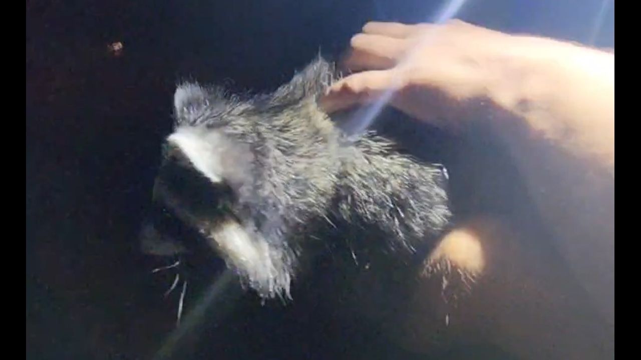 🦝 ️'Kherson' Raccoon Became So Brave that He Opened the Window and Ran ...
