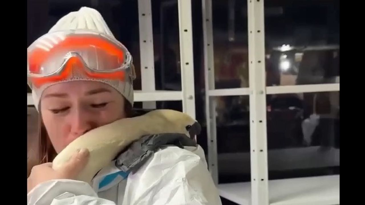 🦢A touching story: a rescued Swan hugged a volunteer, who dreamed of ...