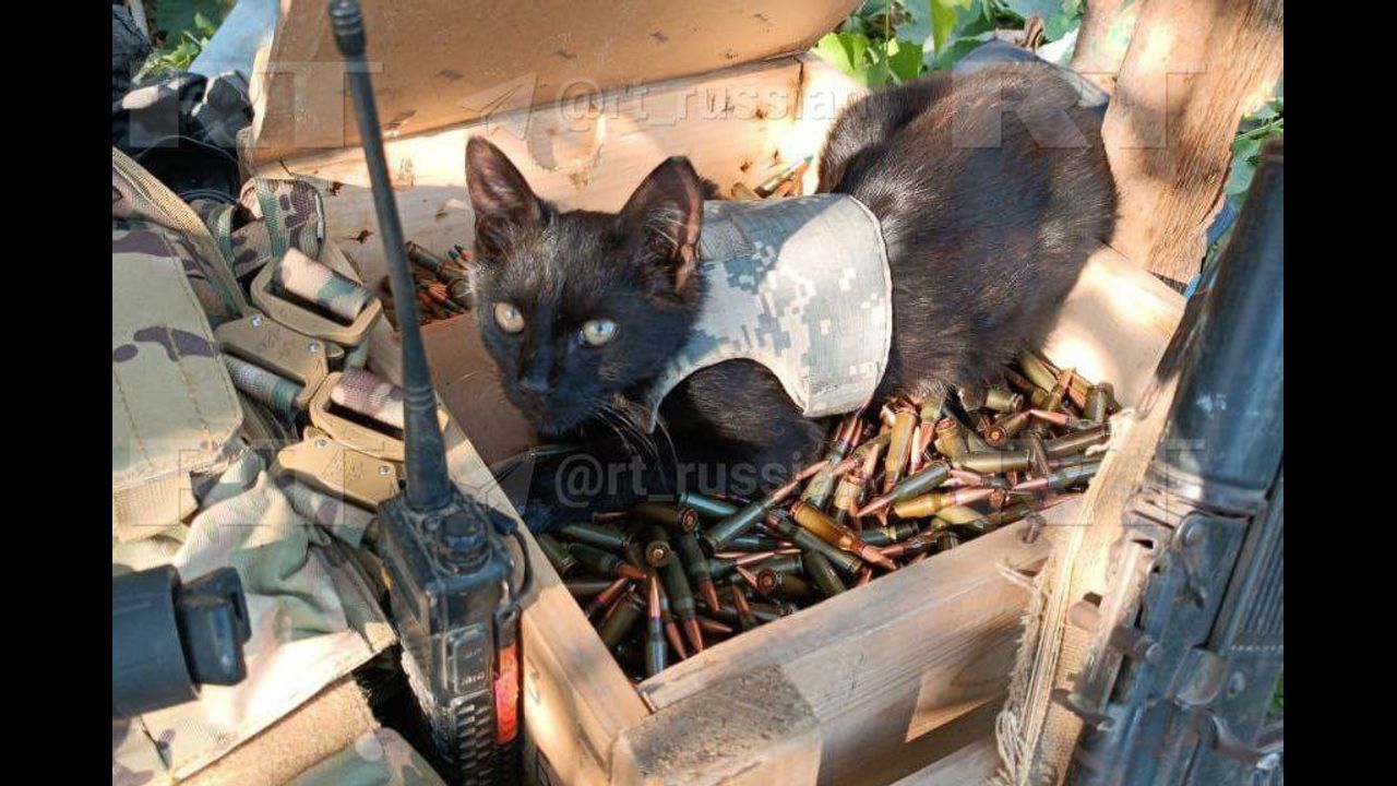 🐈‍⬛Meet Diesel the Cat. He has a Bulletproof Vest. - Brighteon.com