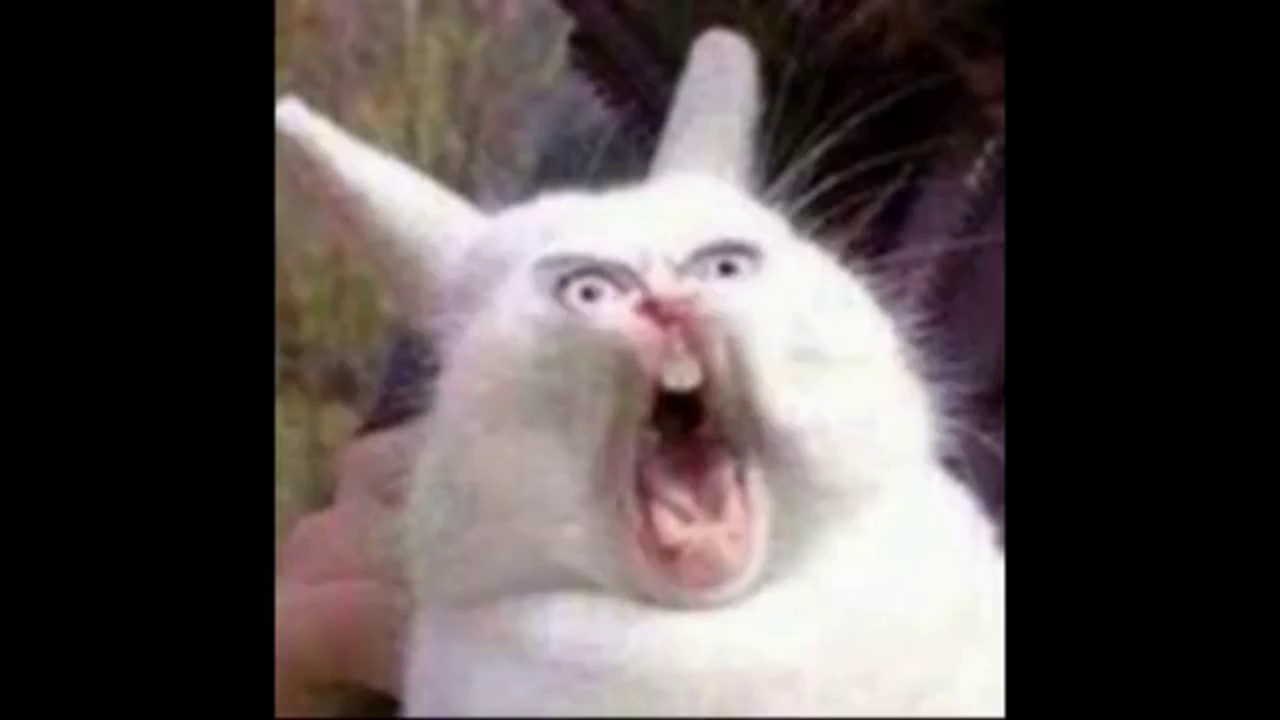 Exploding Bunnies - My Last Video on Brighteon? - Brighteon.com