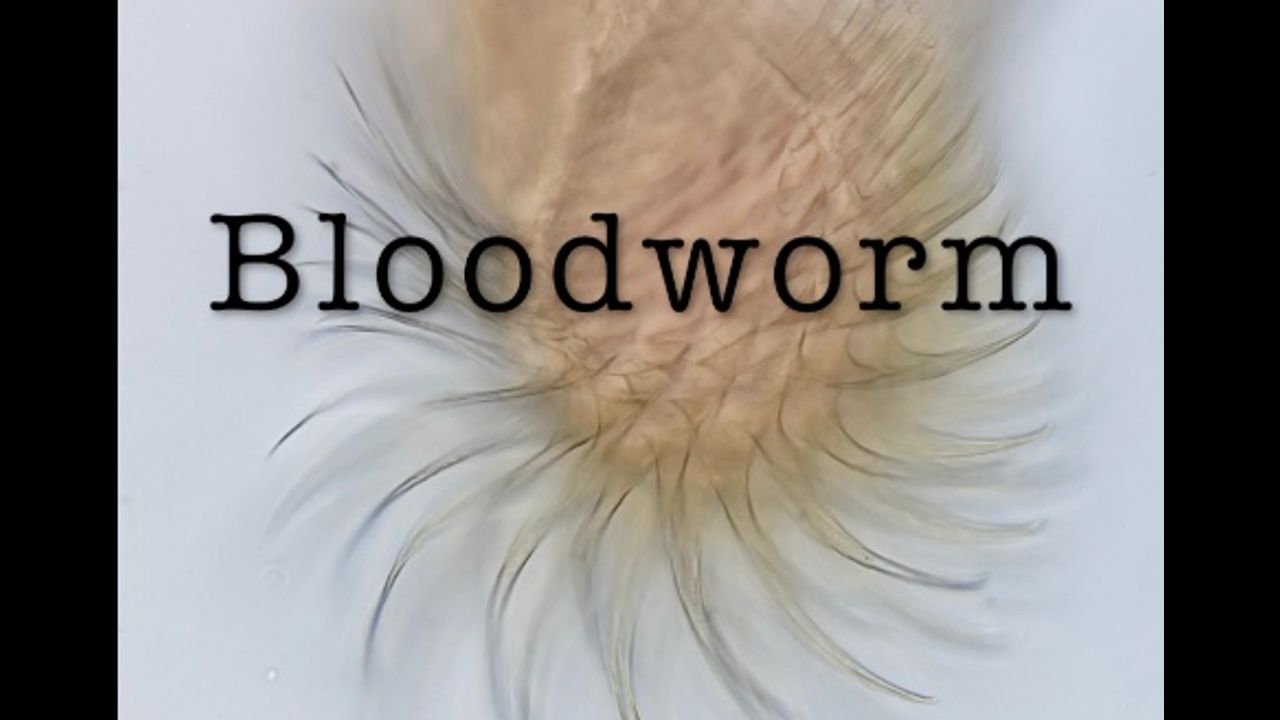 Bloodworm Midge Larva Anterior Proleg: Close-Up Views of Amazing ...
