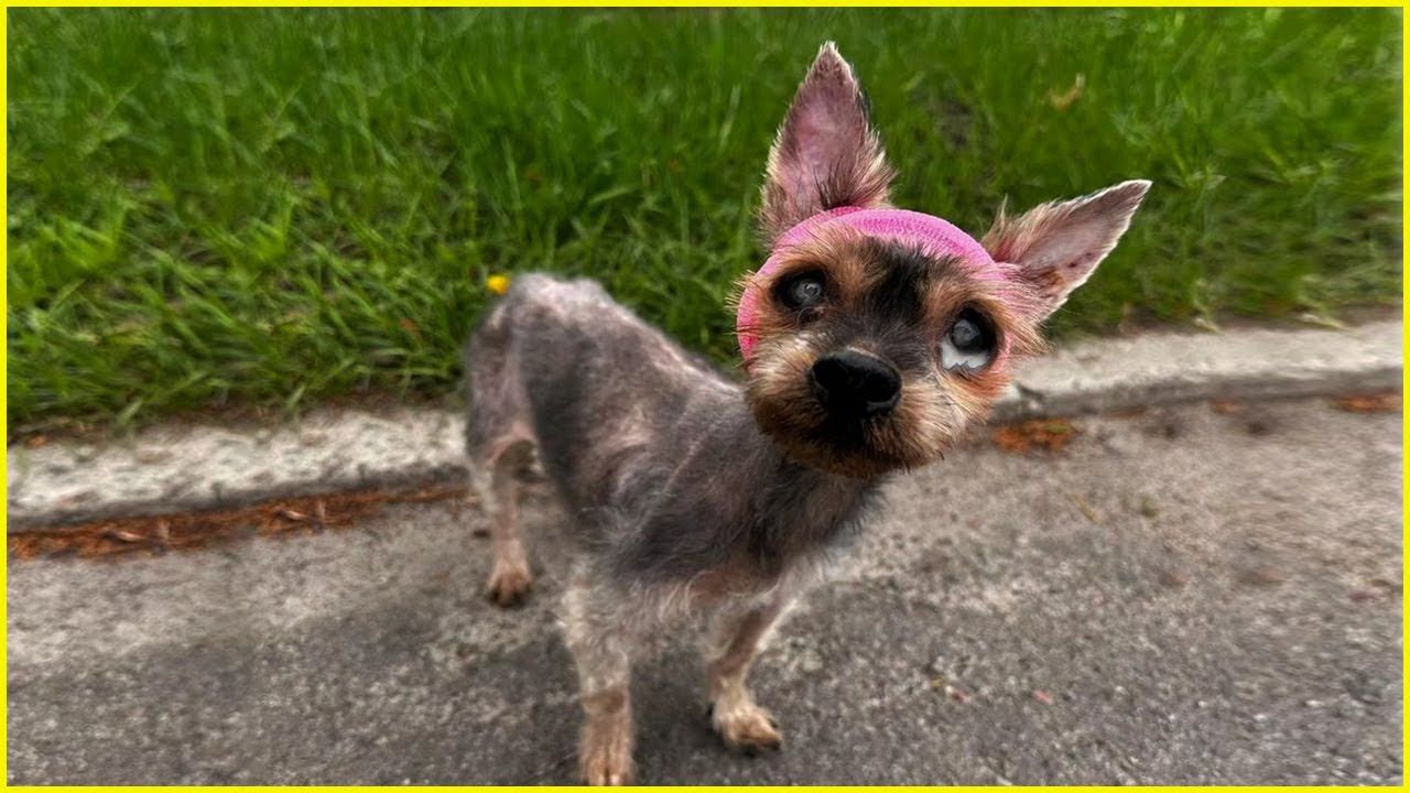 I Still Want to Live! Tearful Ending of Poor Dog Trusting an Inhumane ...