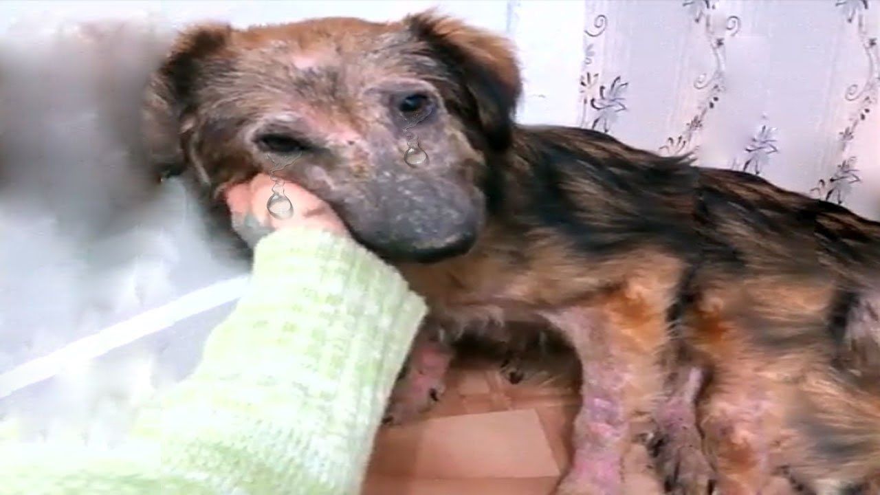 My caress touched him, he had never been respected before - Brighteon.com