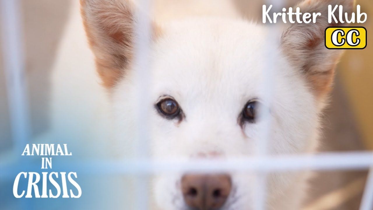 Reality Of Old Rescued Dogs l Animal in Crisis Ep 408 - Brighteon .com