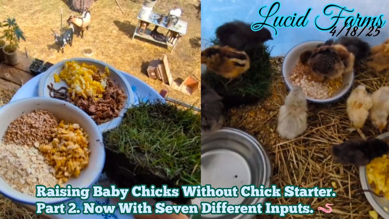 Raising Baby Chicks Without Chick Starter. Part 2. Now With Seven ...