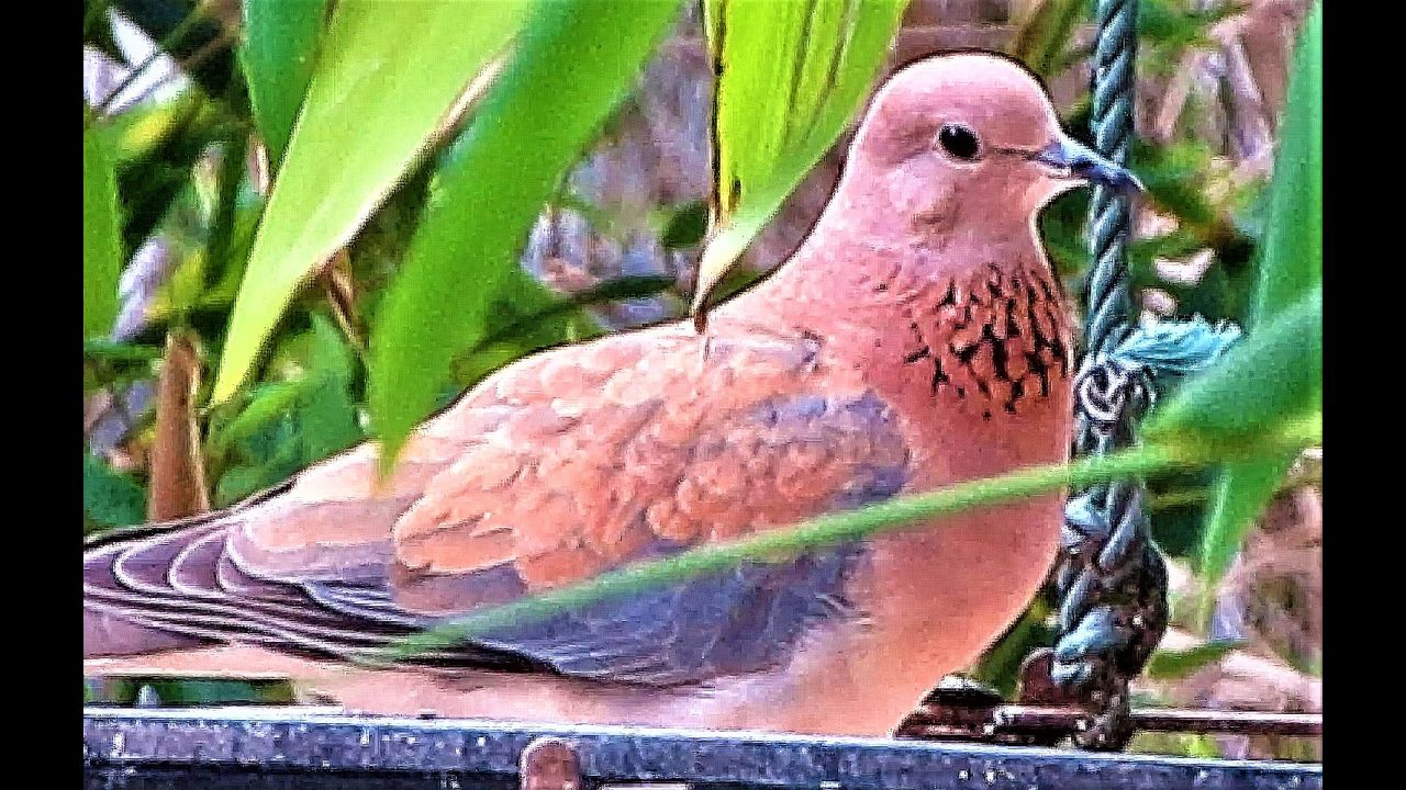 Return of the gorgeously richly-coloured dove at my bird-feeder MVI ...