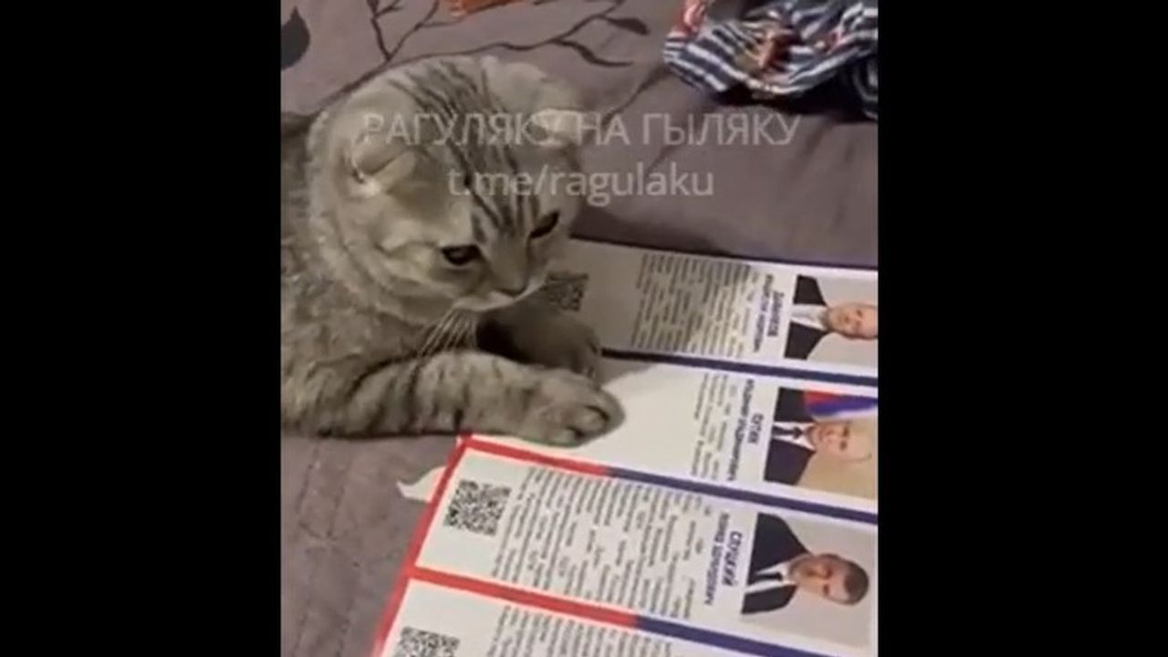 Even Cats Choose to Support Putin in Russia for Reelection - Brighteon.com