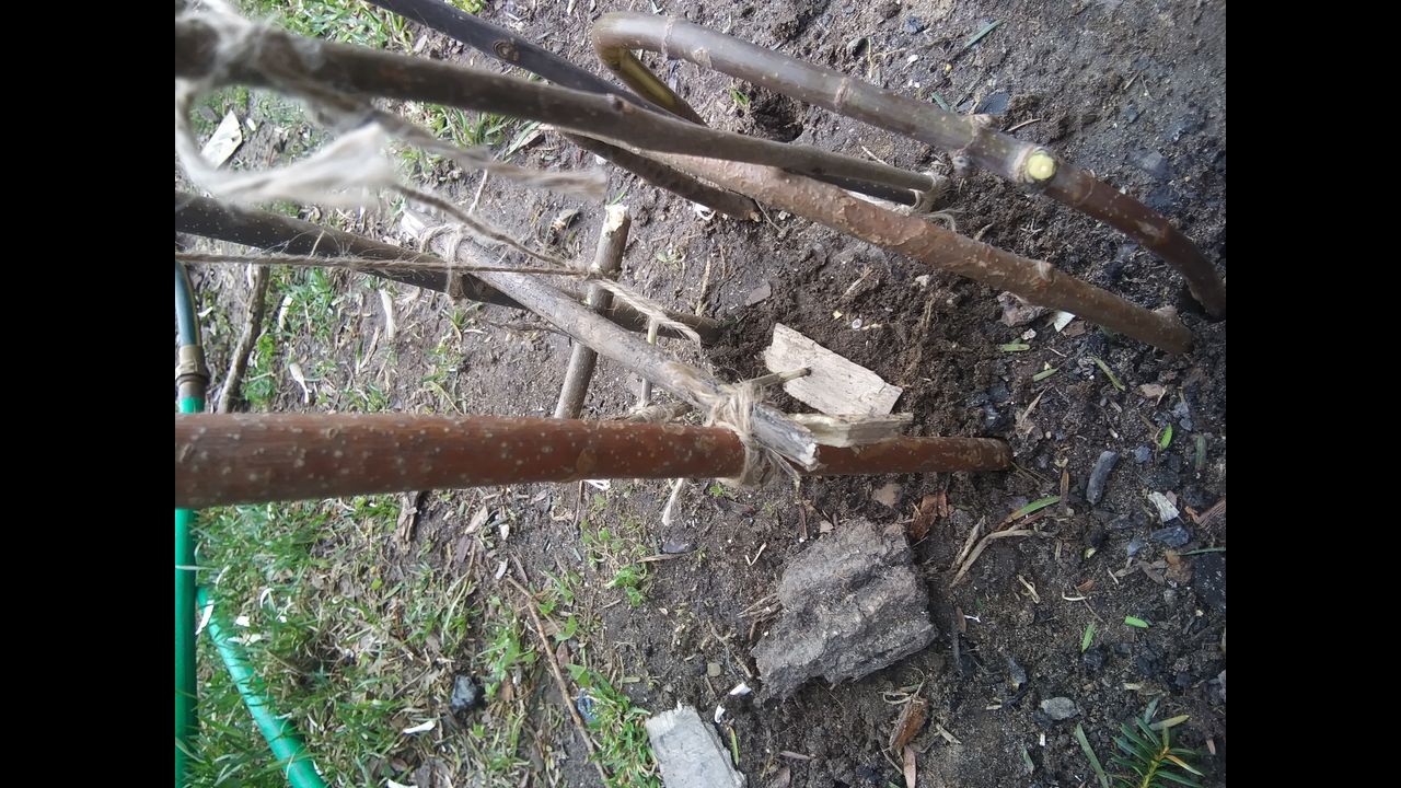 Mojave scissors snare trap - Brighteon.com