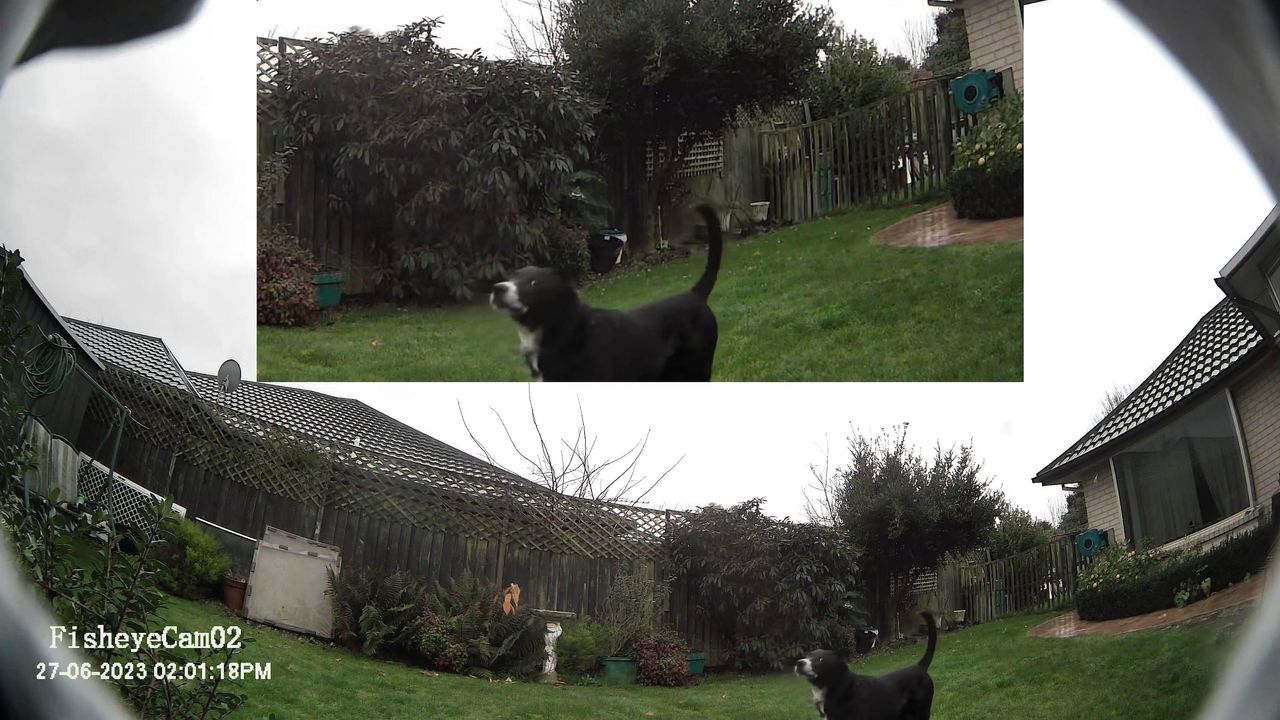 Charlie Roo Barking caught on 180 fisheye 4k Camera -Dog Kelpie-Collie cross- The Out There ...