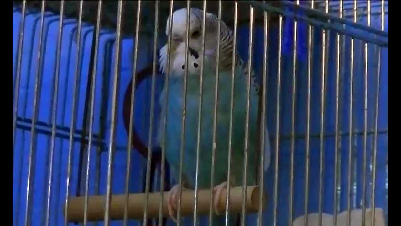 IECV PBV #09 - 👀 Bert Sitting On His Swing Doing A Little Talking 🐥1-3 ...