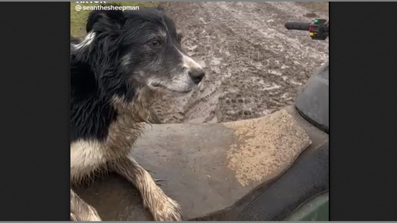 Repost - One Of The Best Sheep Dogs We Have Ever Seen - Brighteon.com