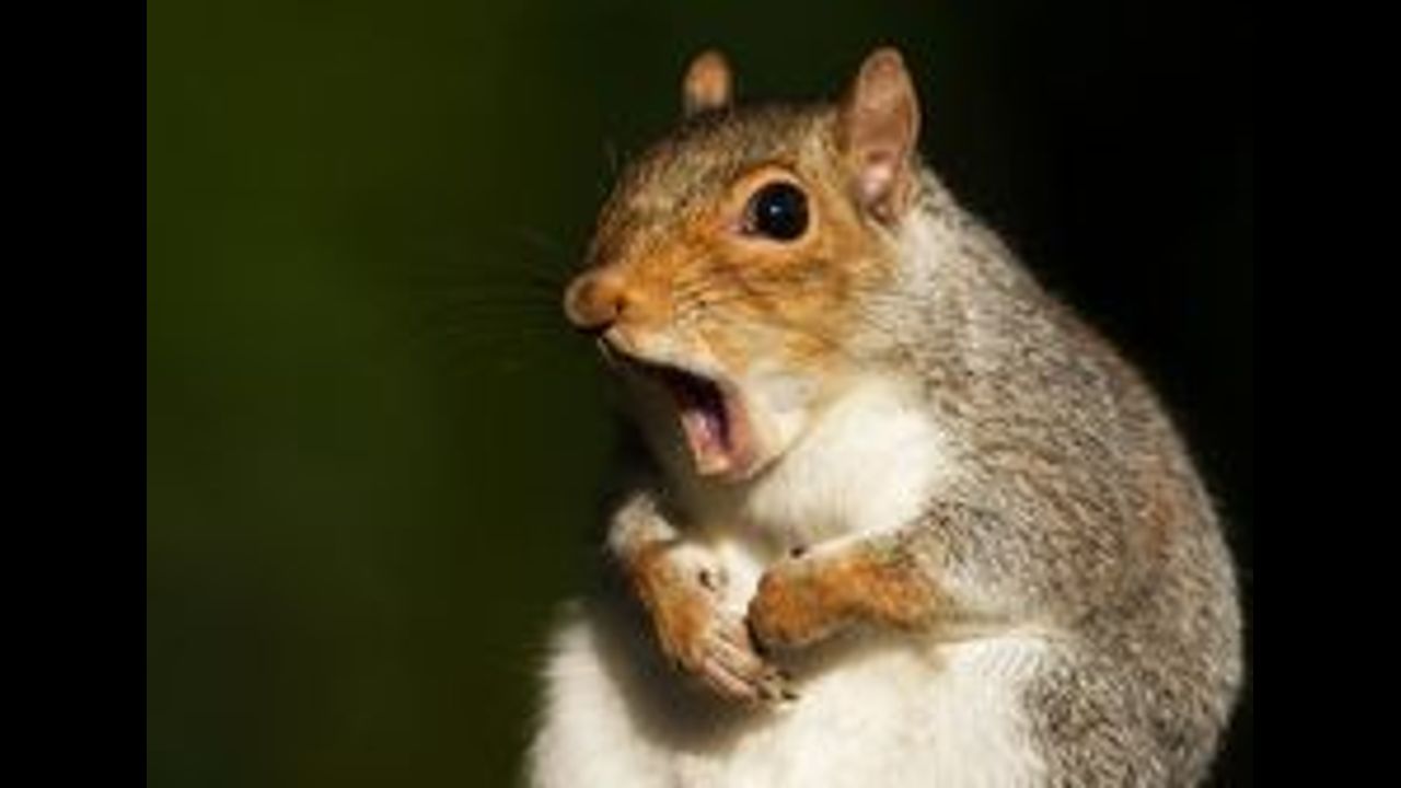 The Spinning Squirrel | Full Documentary ( THE 'EVENT' FROM WW2 NO ONE ...