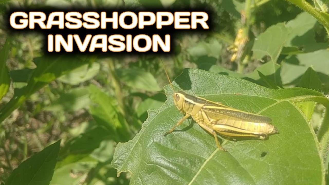 Grasshopper Invasion - Brighteon.com