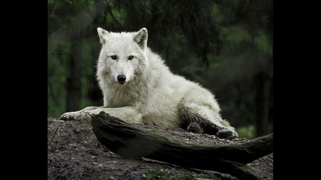 Wolves Are Circling——Watching The Prey... - Brighteon .com