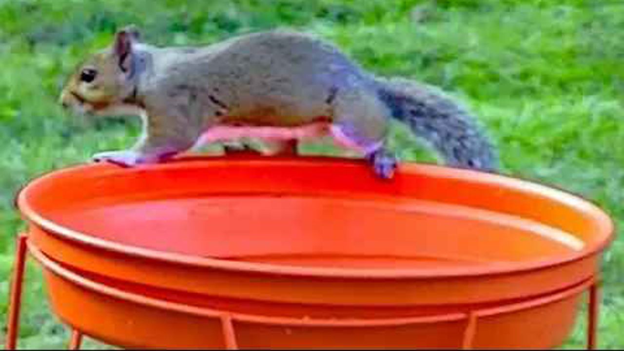 IECV NV #51 - 👀 The Squirrel Doing Tricks For Us🐿️ 6-22-2014 - Brighteon.com