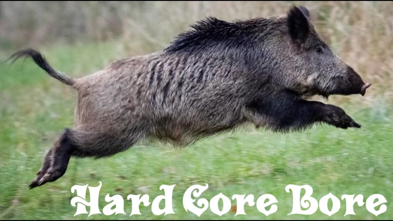 HARD CORE BOAR - Brighteon .com