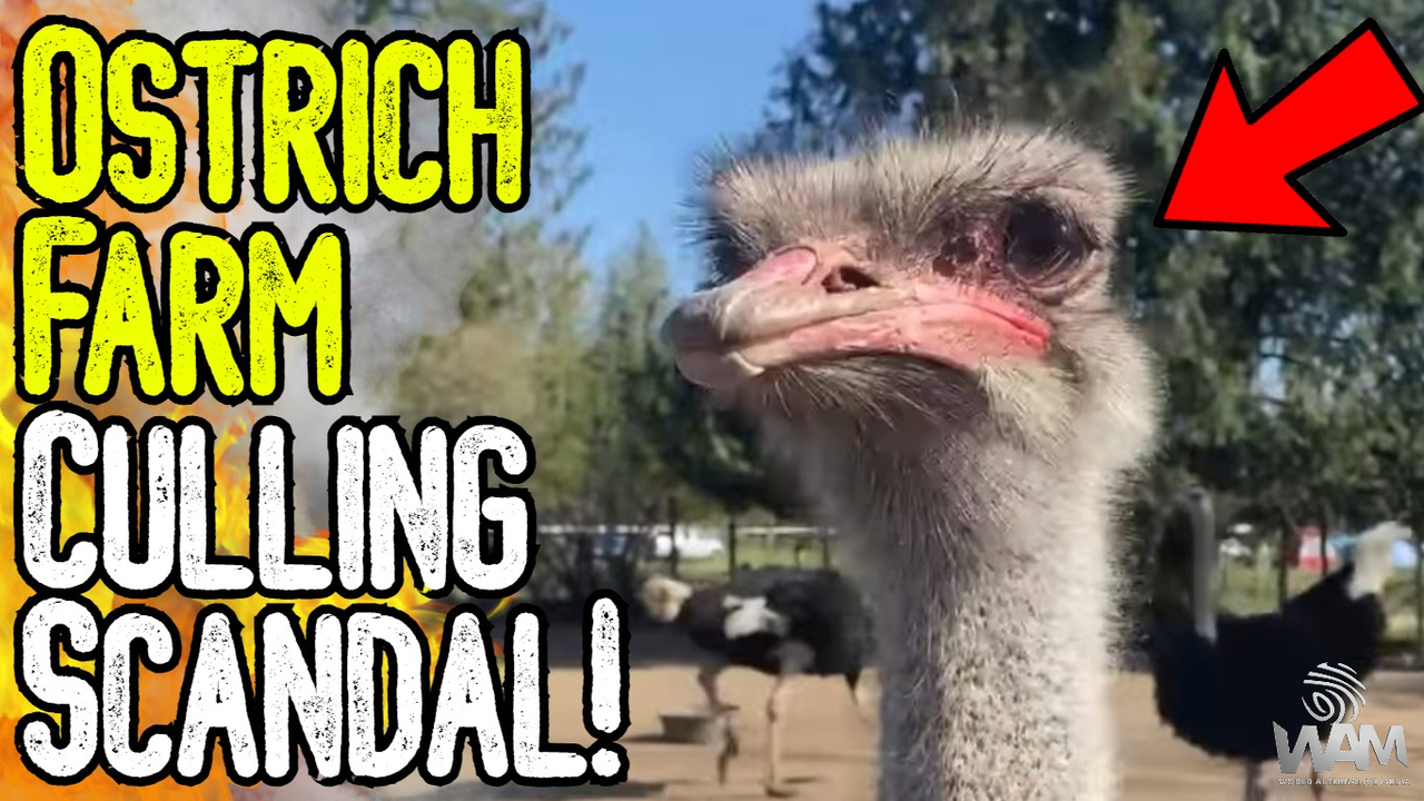 EXPOSED: OSTRICH FARM CULLING SCANDAL! - Canadian Government Killing ...