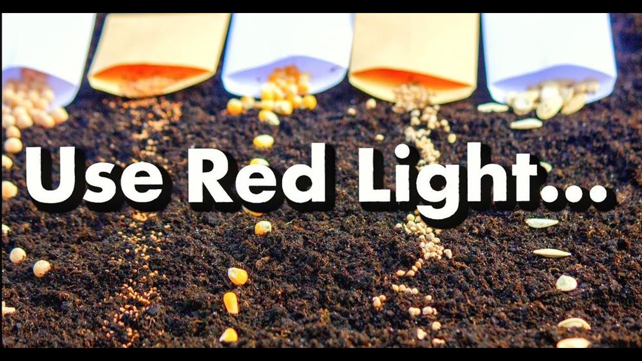 Ashley Labrecque: Why EVERY Seed Needs Light... - Brighteon.com