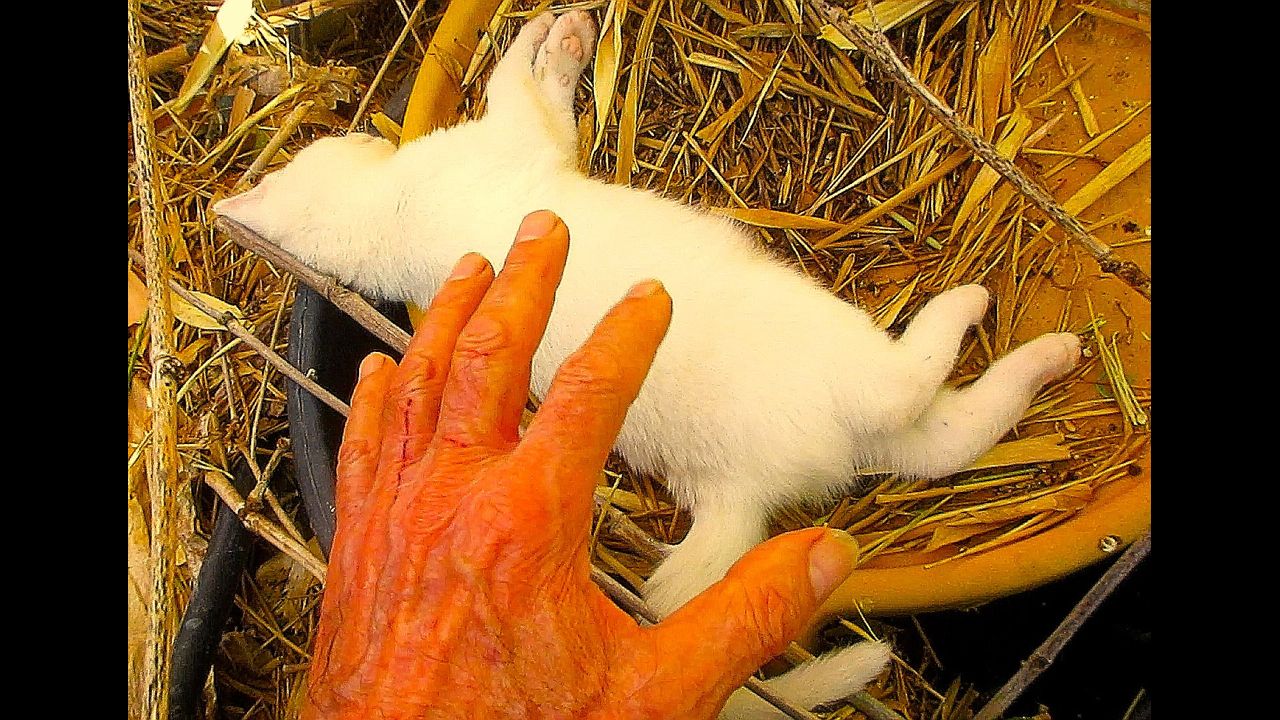 Actually FLAT OUT like a LIZARD DRINKING. Where’s Tiny-Two-Eyes now ...