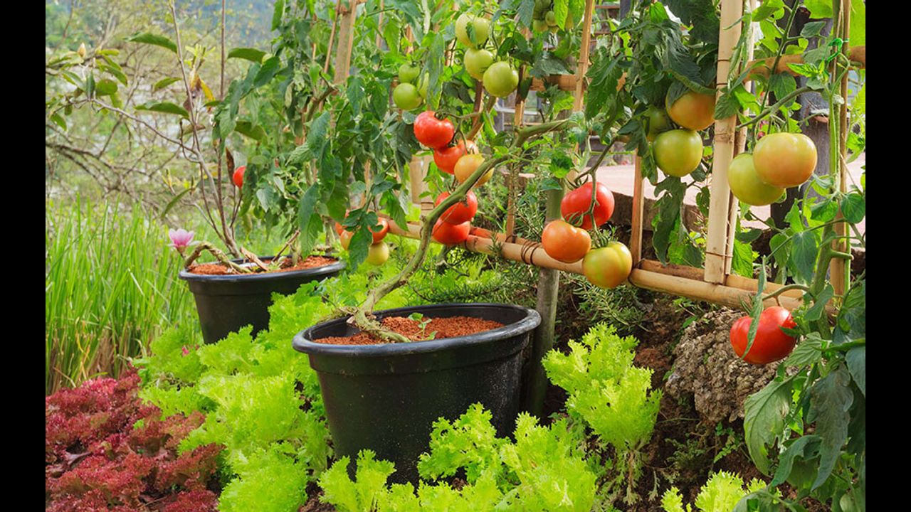 Make Your Own Farm “Generates” Food - Brighteon.com