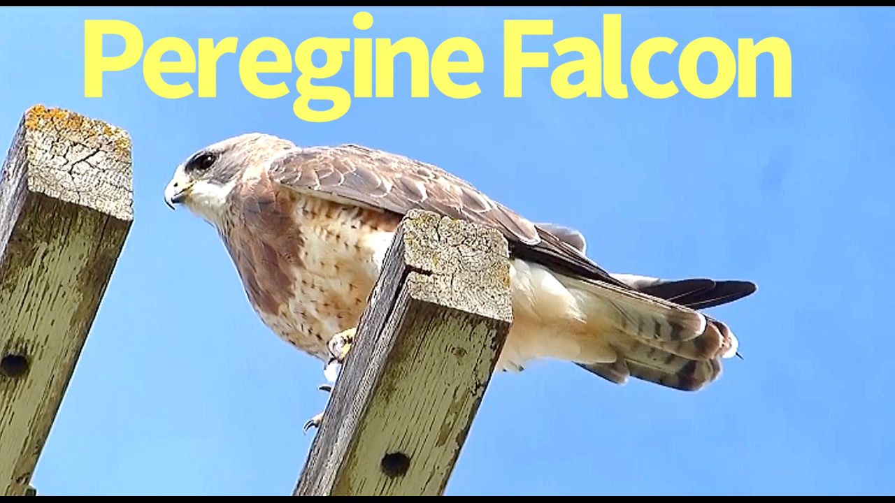 Bengal Cat🐯peregrine falcon, 🪶baby squirrel 🐿️ - Brighteon .com