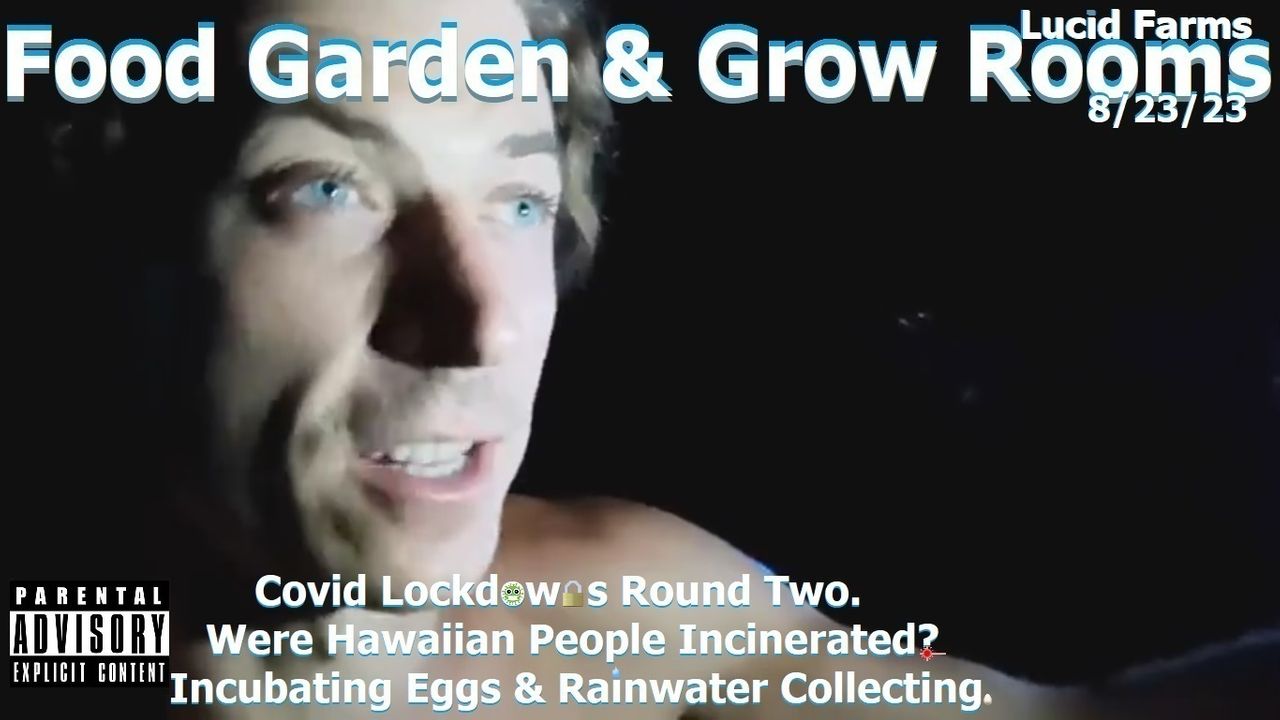 Covid Lockdowns Round Two. Were Hawaiian People Incinerated? Incubating Eggs & Rainwater ...