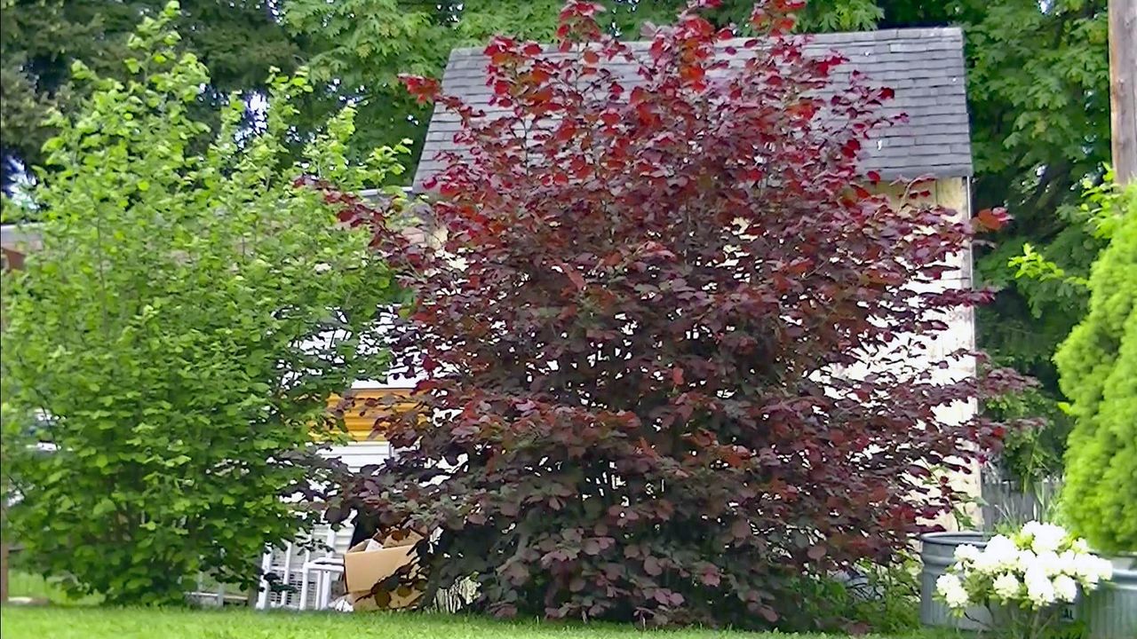 IECV TLV #40 - 👀 Time Lapse Of The Filbert Trees Blowing In The Wind 5 ...