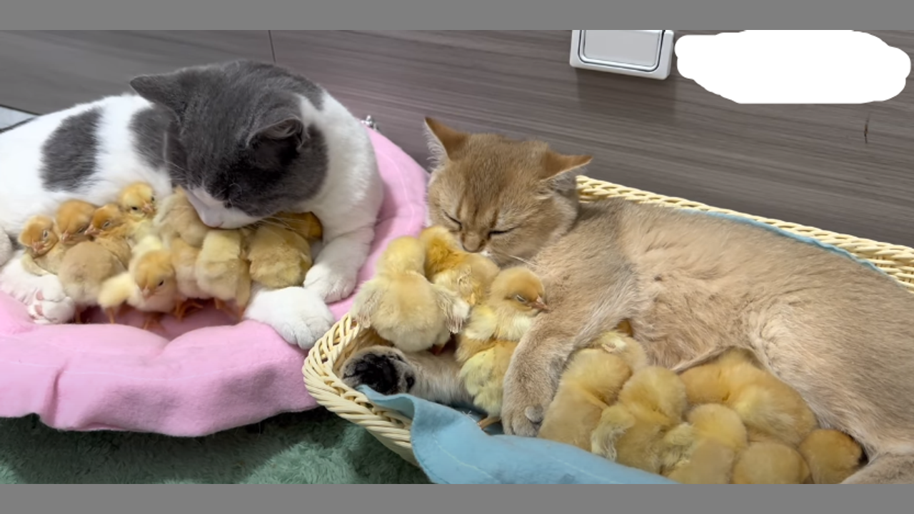 The two kittens are qualified chick mothers, and the kittens help the ...
