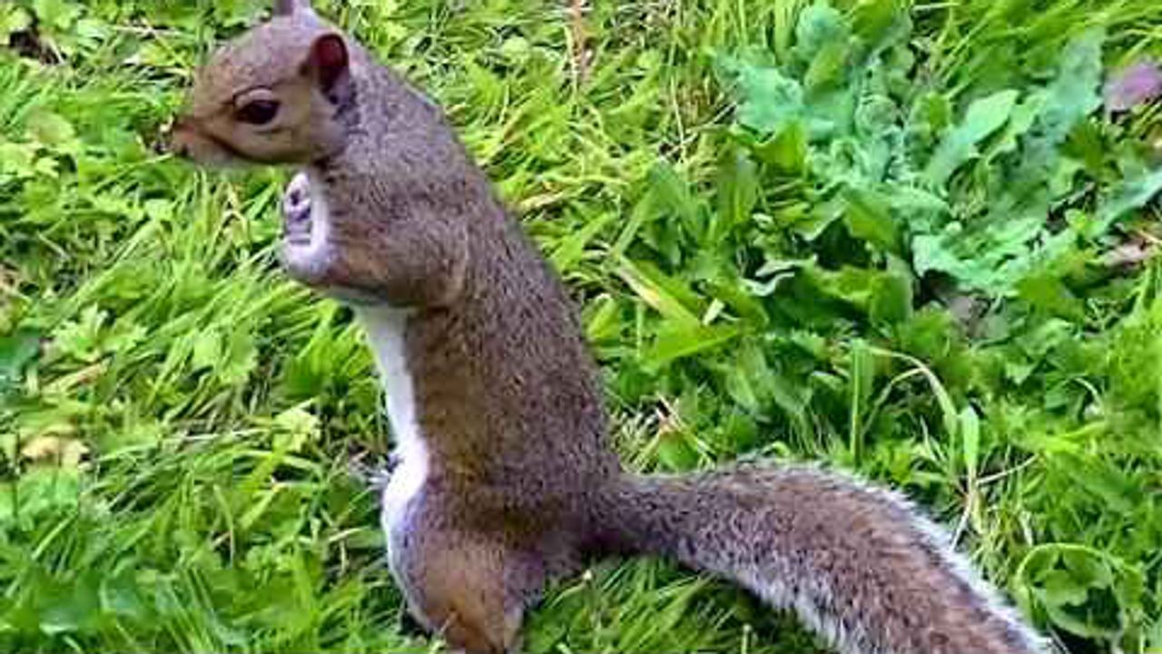 IECV NV #64 - 👀 A Day In The Life Of A Squirrel🐿️ 8-2-2014 - Brighteon.com