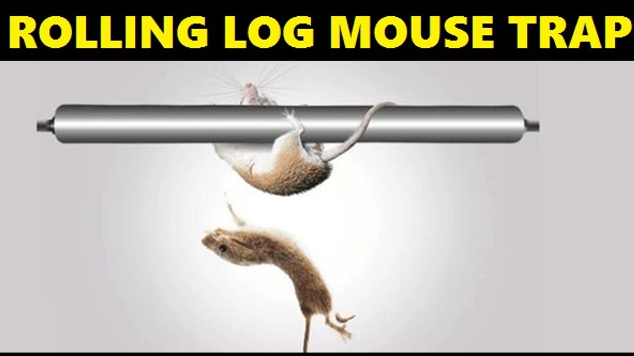 PROTECT YOUR SUPPLIES FROM RODENTS, ROLLING LOG MOUSE TRAP - Brighteon.com
