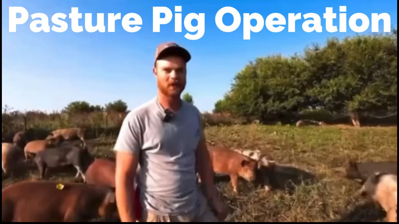 PASTURE PIG OPERATION - Brighteon.com