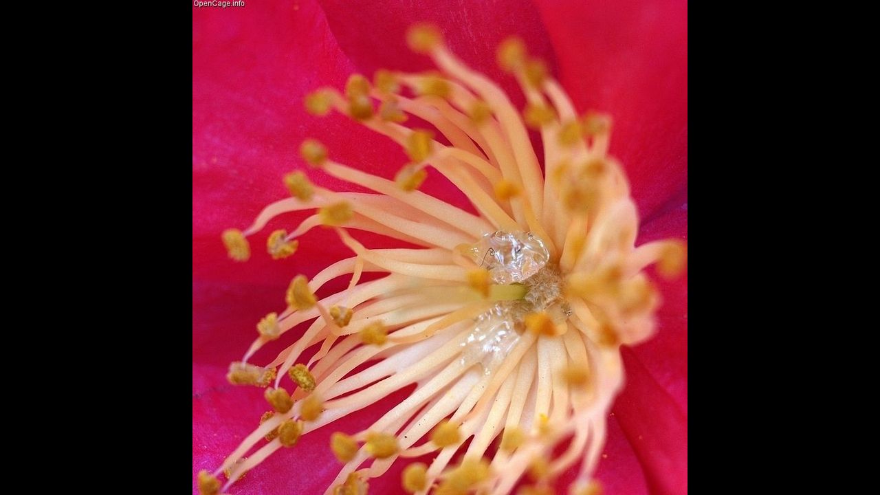 Nectar- "drink of the gods"?. Pollen tube= penis and gynoecieum= vagina and stigma= sperm ...