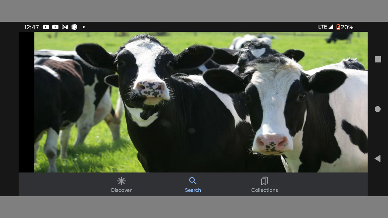 HERD MANAGEMENT. THE WHY, THE HOW AND WHATS NEXT? - Brighteon.com