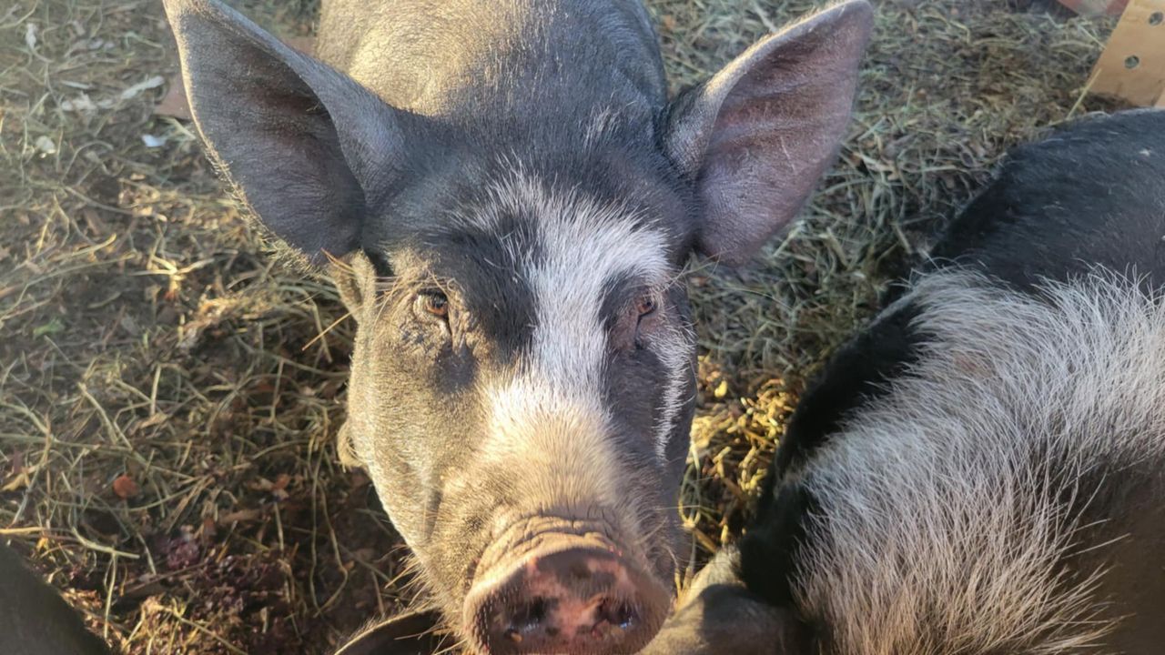 On Today's Episode of: What Else Will Your Pigs Eat? - Brighteon.com