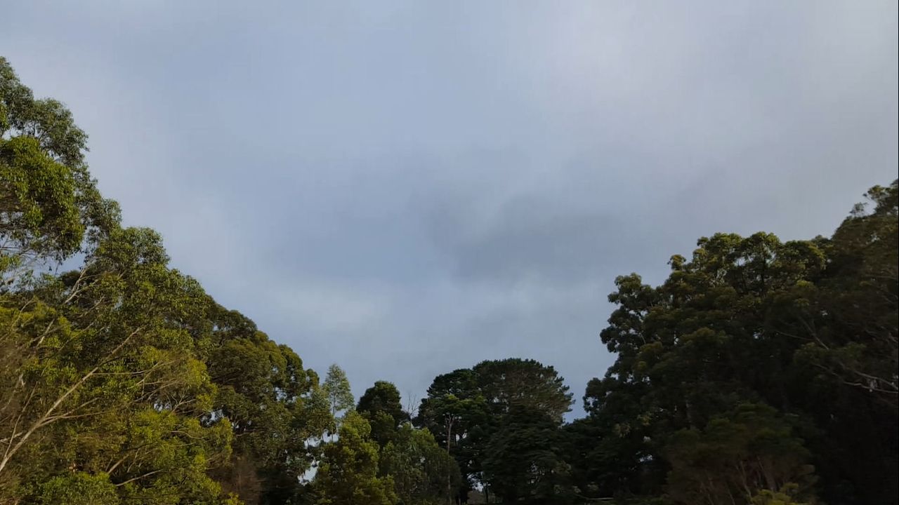 THE AUSSIE SHEEP SLEEP ON AWAITING FURTHER INSTRUCTIONS FROM THE MSM ...