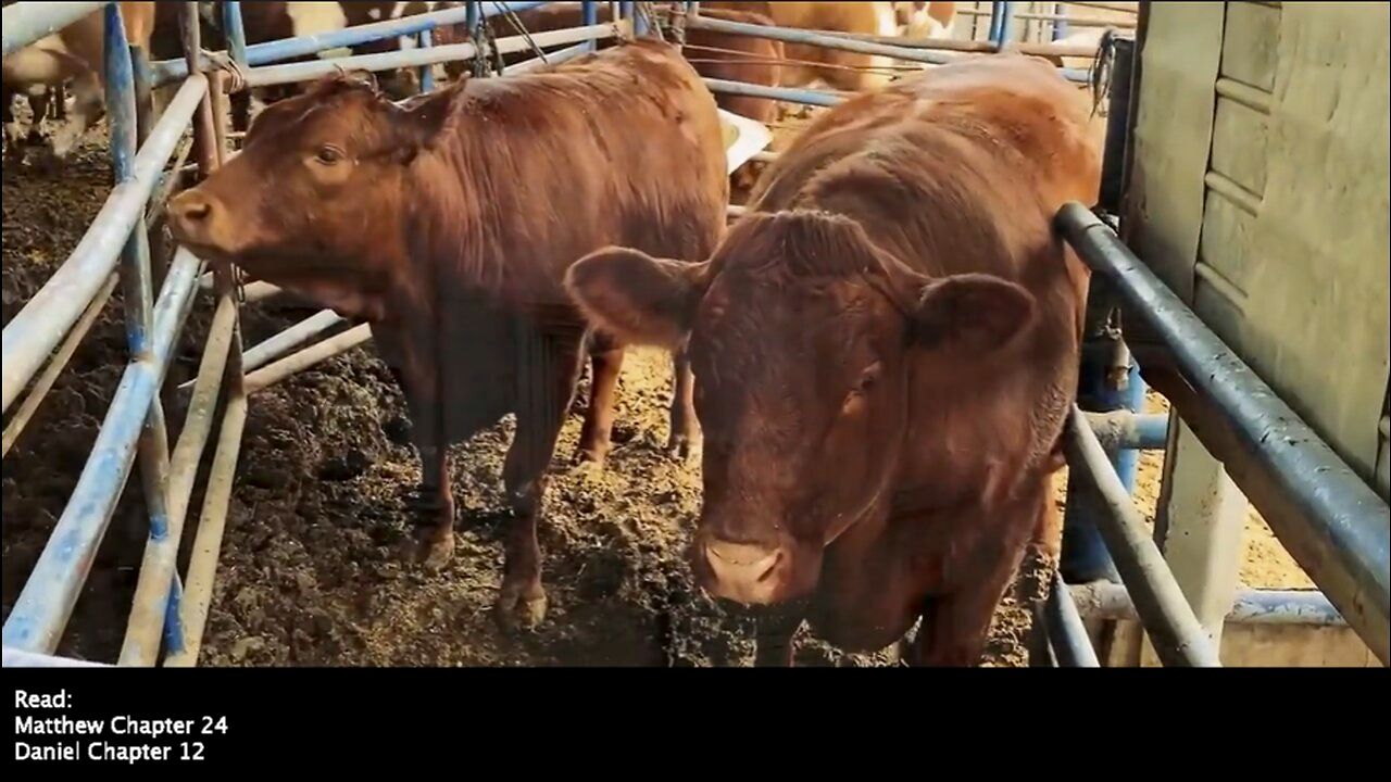 Red Heifers | Are Five Red Heifers Almost Ready? Have the Preparations ...