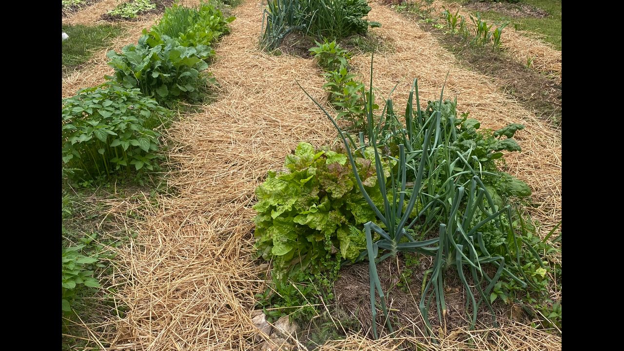 Mycelium grow log composted guild - Brighteon.com