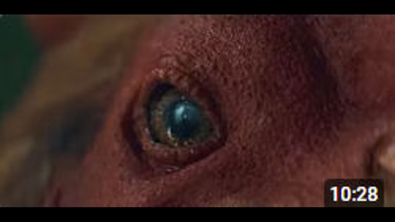 It's Not About Chicken, It's About Completely Consuming Your Essence - Brighteon.com